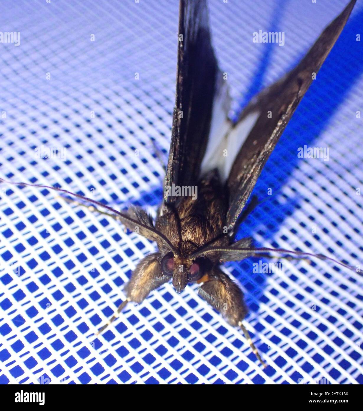 Underwing, Tiger, Tussock, and Allied Moths (Erebidae Stock Photo - Alamy