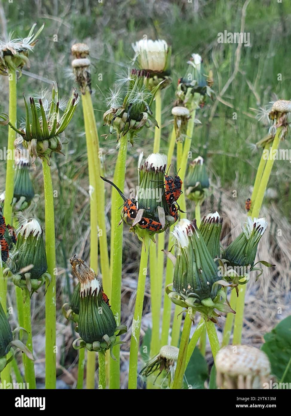 Black-and-Red Bug (Lygaeus equestris Stock Photo - Alamy