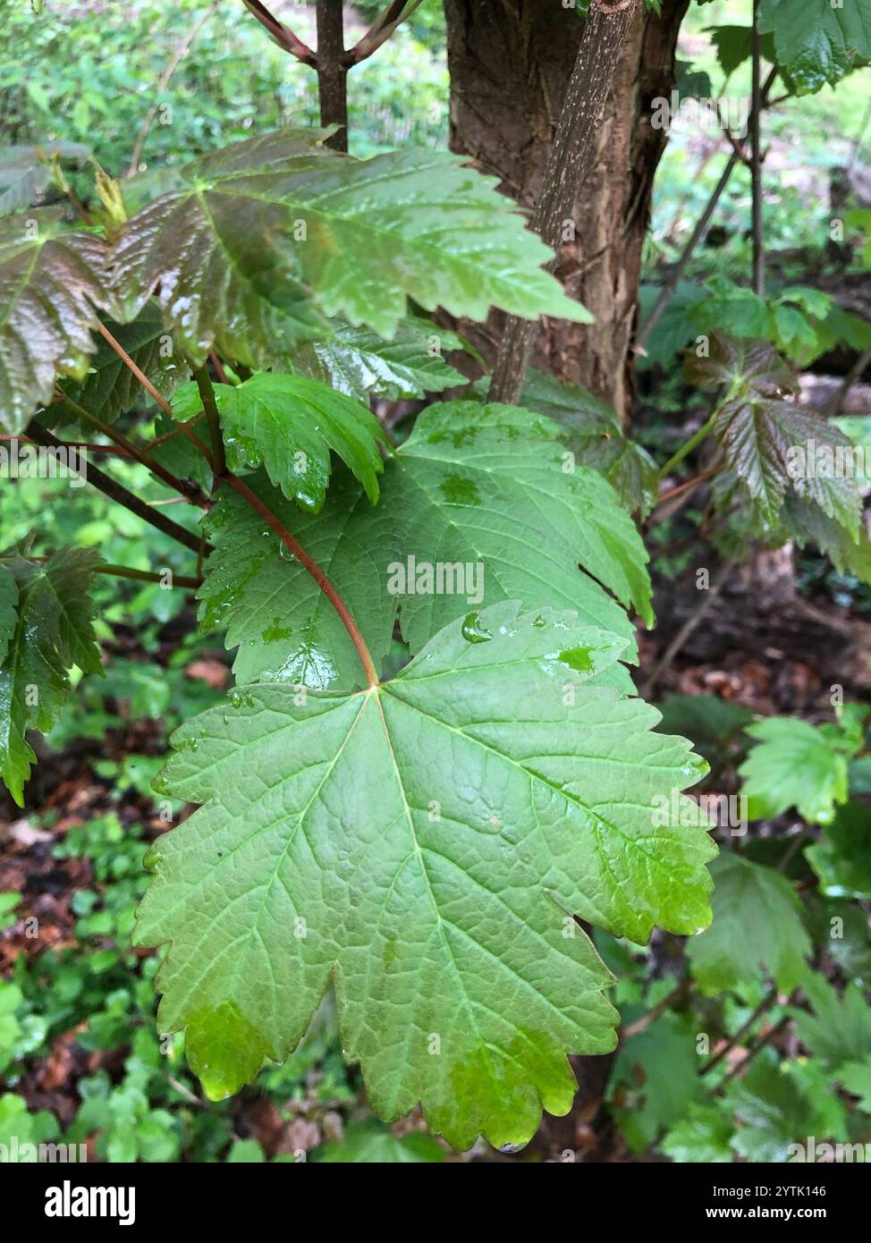 sycamore maple (Acer pseudoplatanus Stock Photo - Alamy