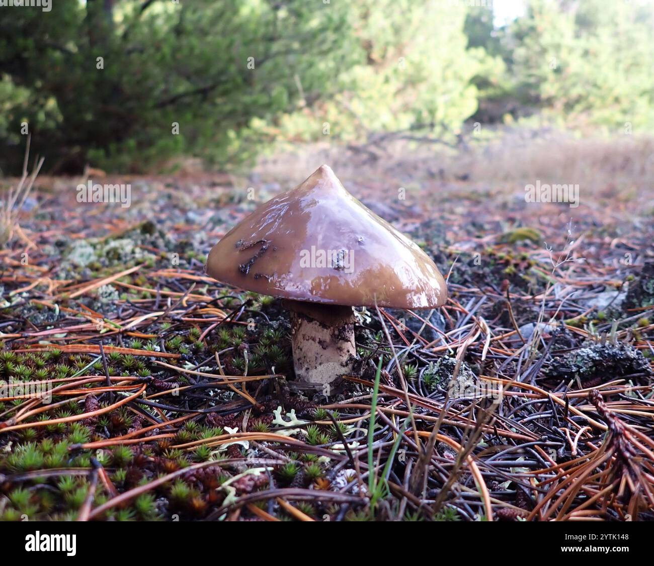 Purple-veiled Slippery Jack (Suillus luteus Stock Photo - Alamy