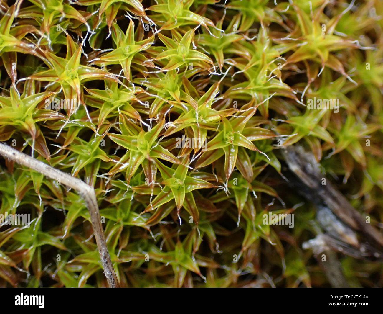 Star Moss (Syntrichia ruralis Stock Photo - Alamy