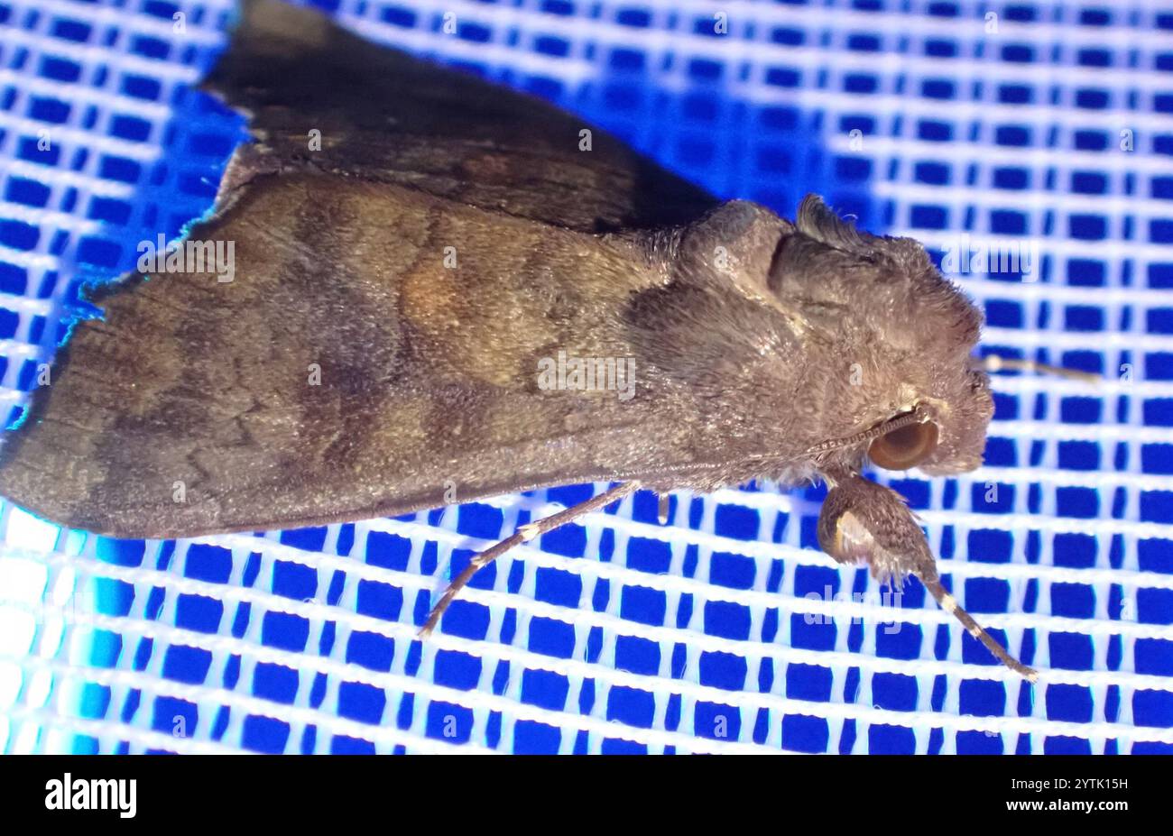 Underwing, Tiger, Tussock, and Allied Moths (Erebidae Stock Photo - Alamy