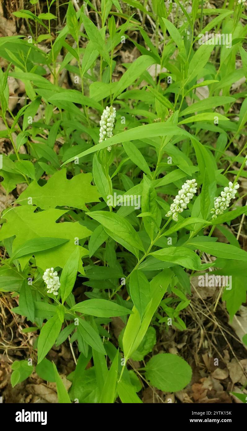 Seneca snakeroot (Senega officinalis Stock Photo - Alamy
