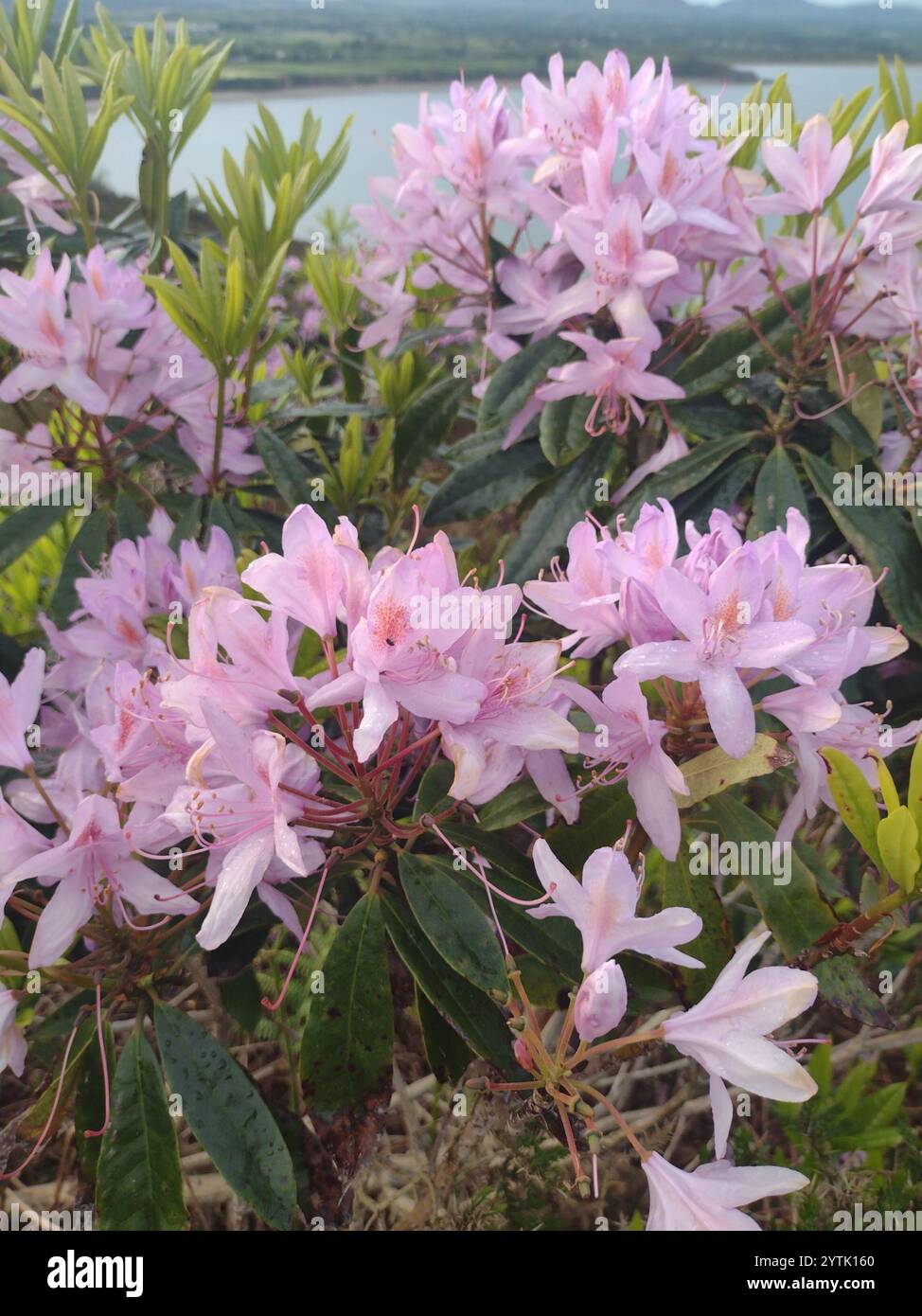 rhododendrons and azaleas (Rhododendron Stock Photo - Alamy