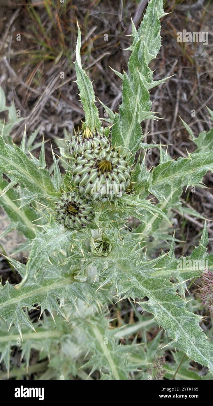 wavyleaf thistle (Cirsium undulatum Stock Photo - Alamy
