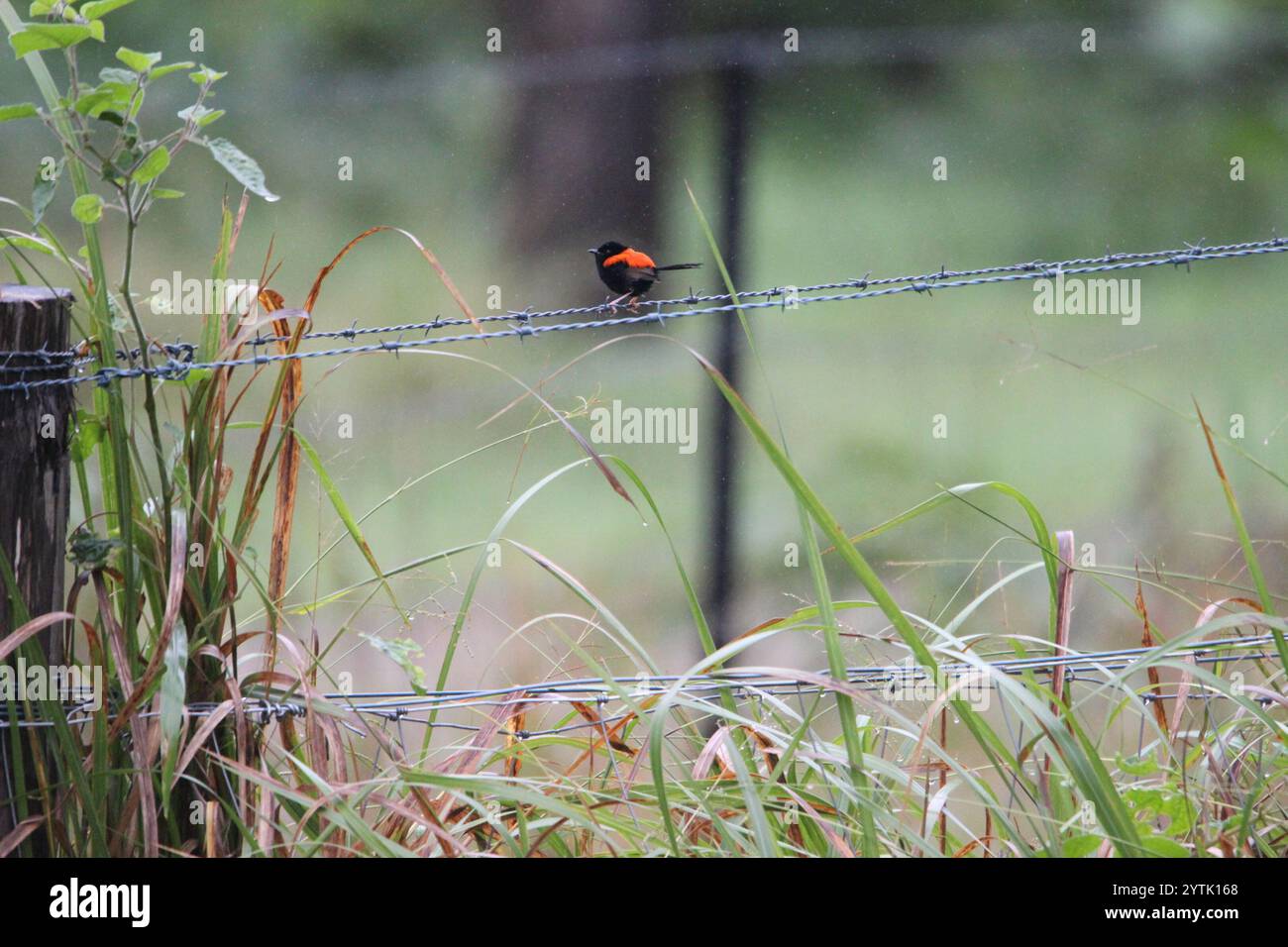 Eastern Red-backed Fairywren (Malurus melanocephalus melanocephalus ...