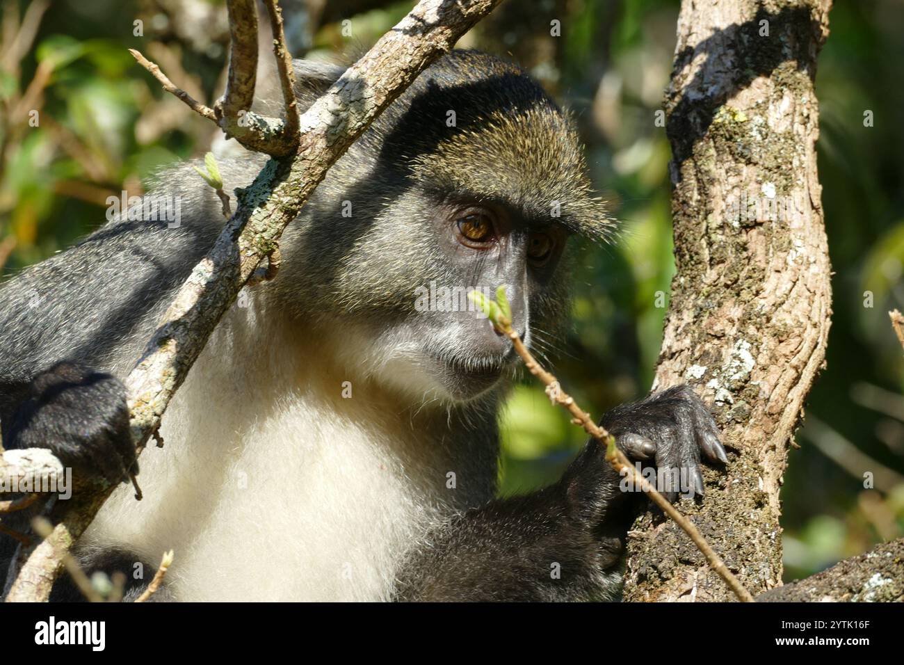 Samango (Cercopithecus mitis labiatus Stock Photo - Alamy