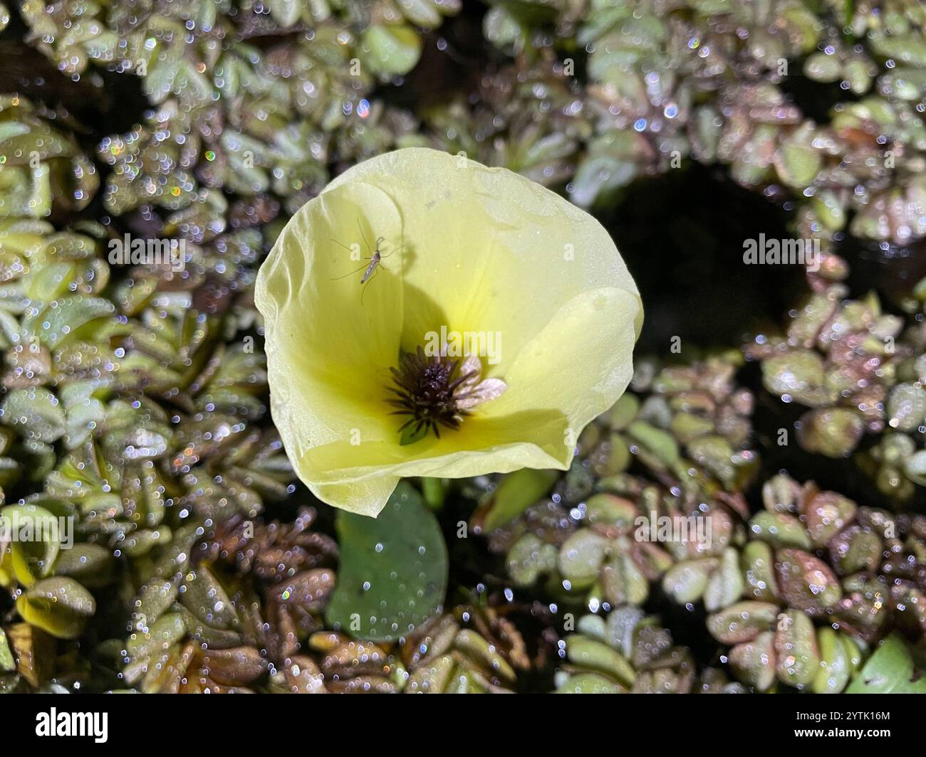 Water Poppy (Hydrocleys nymphoides Stock Photo - Alamy