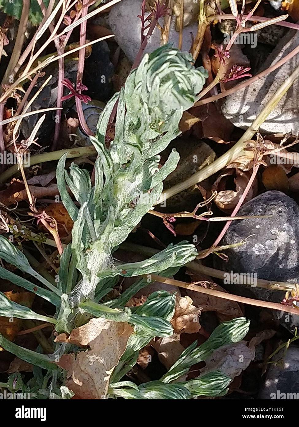 Common Cudweed (Filago germanica Stock Photo - Alamy