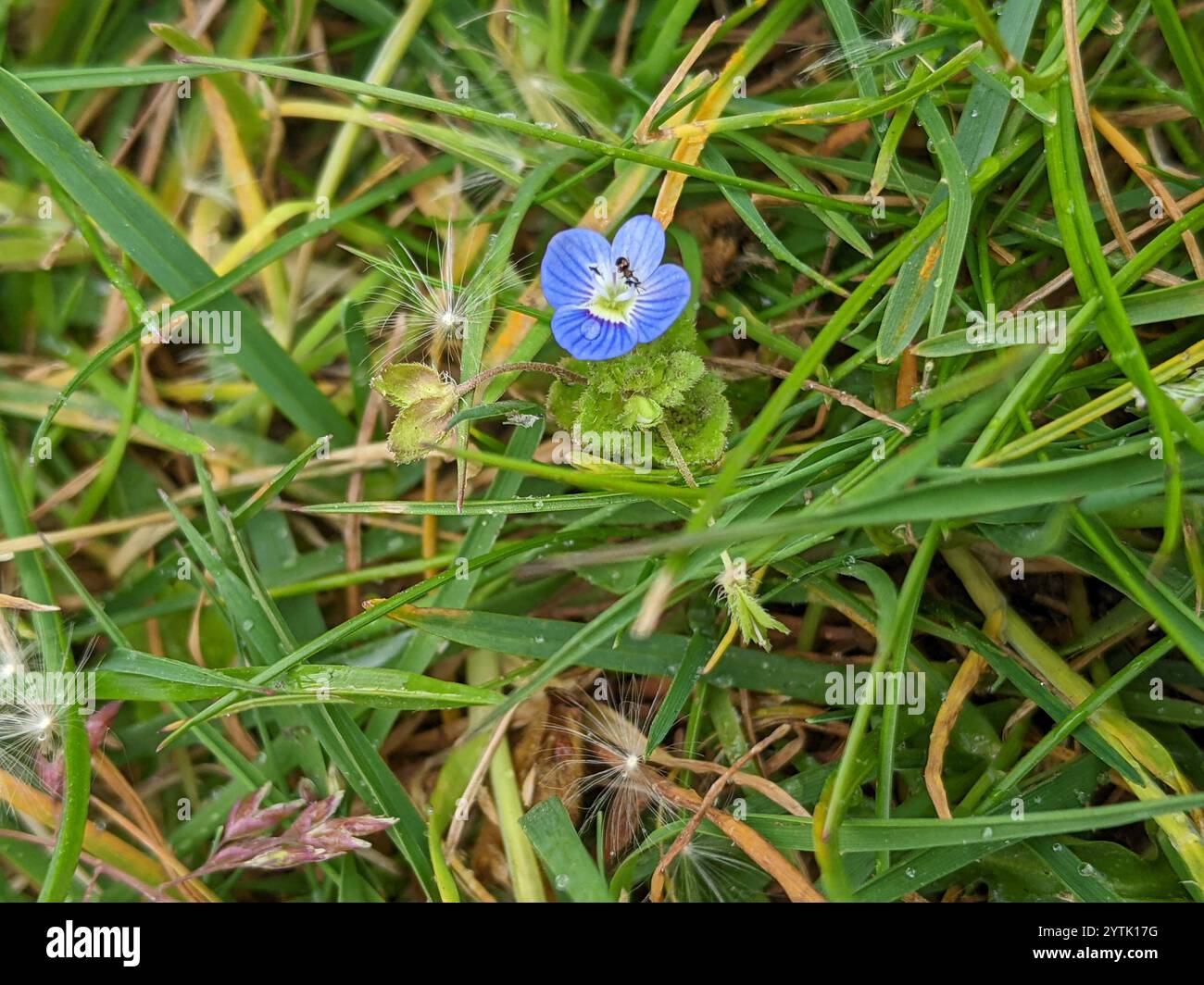 corn speedwell (Veronica arvensis Stock Photo - Alamy