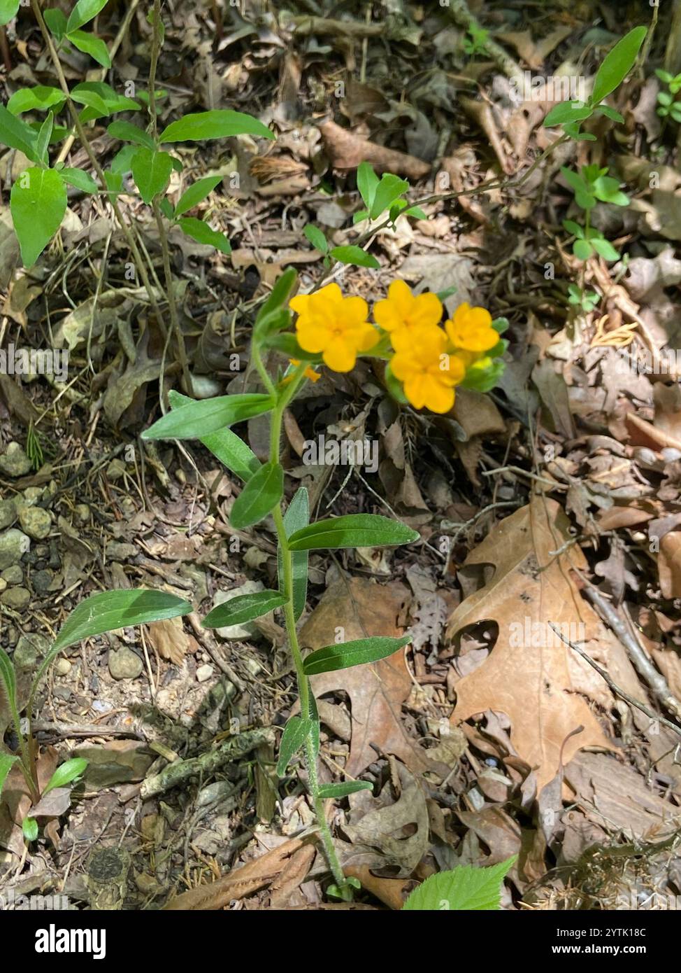 hoary puccoon (Lithospermum canescens Stock Photo - Alamy