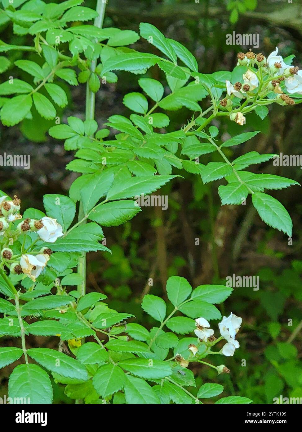 multiflora rose (Rosa multiflora Stock Photo - Alamy