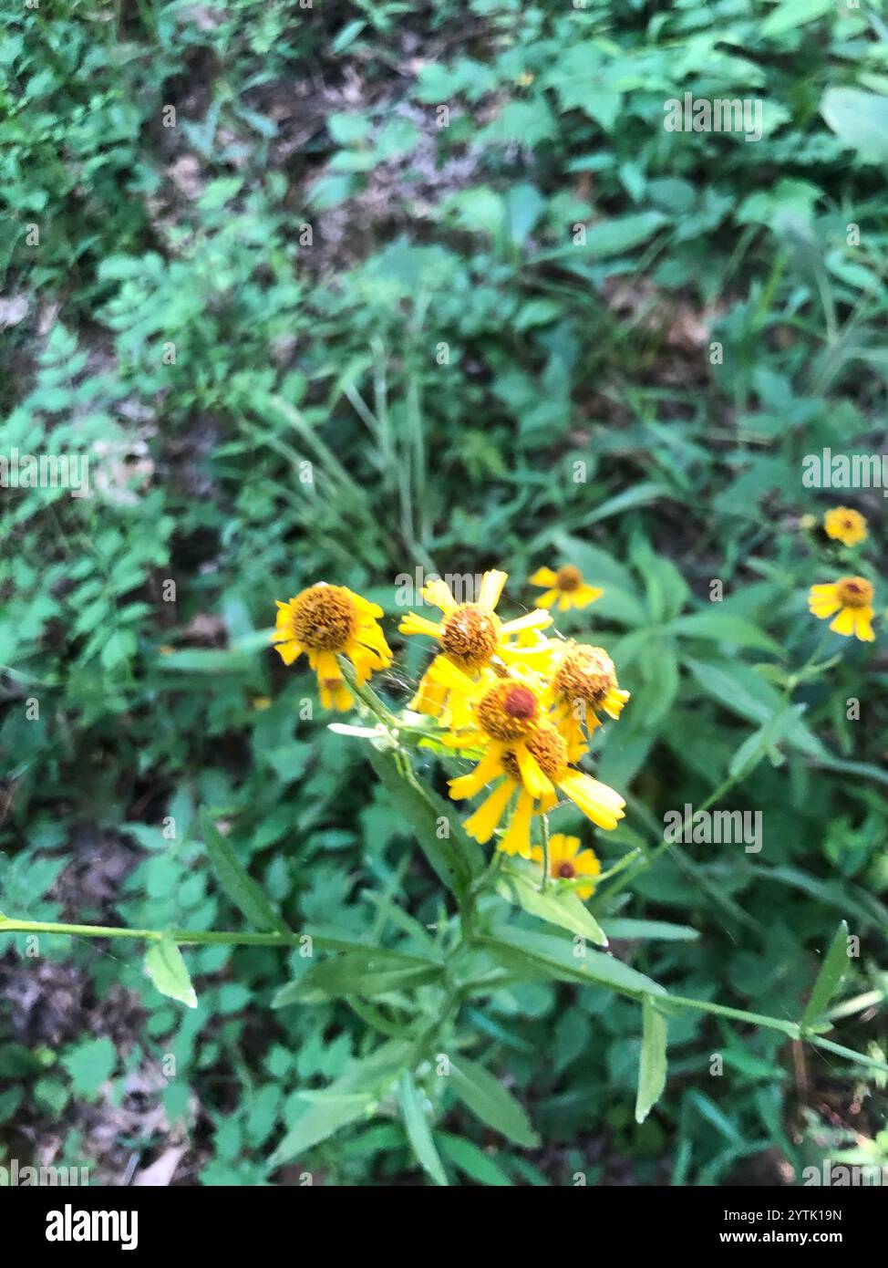 Southern Sneezeweed (Helenium flexuosum Stock Photo - Alamy
