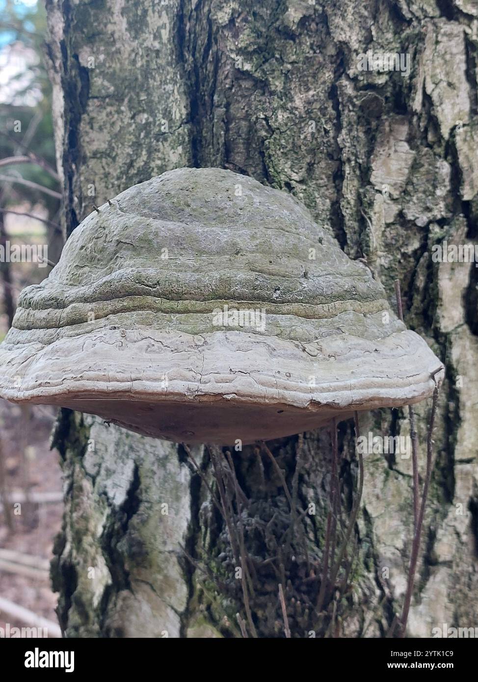 Hoof Fungus (Fomes fomentarius Stock Photo - Alamy
