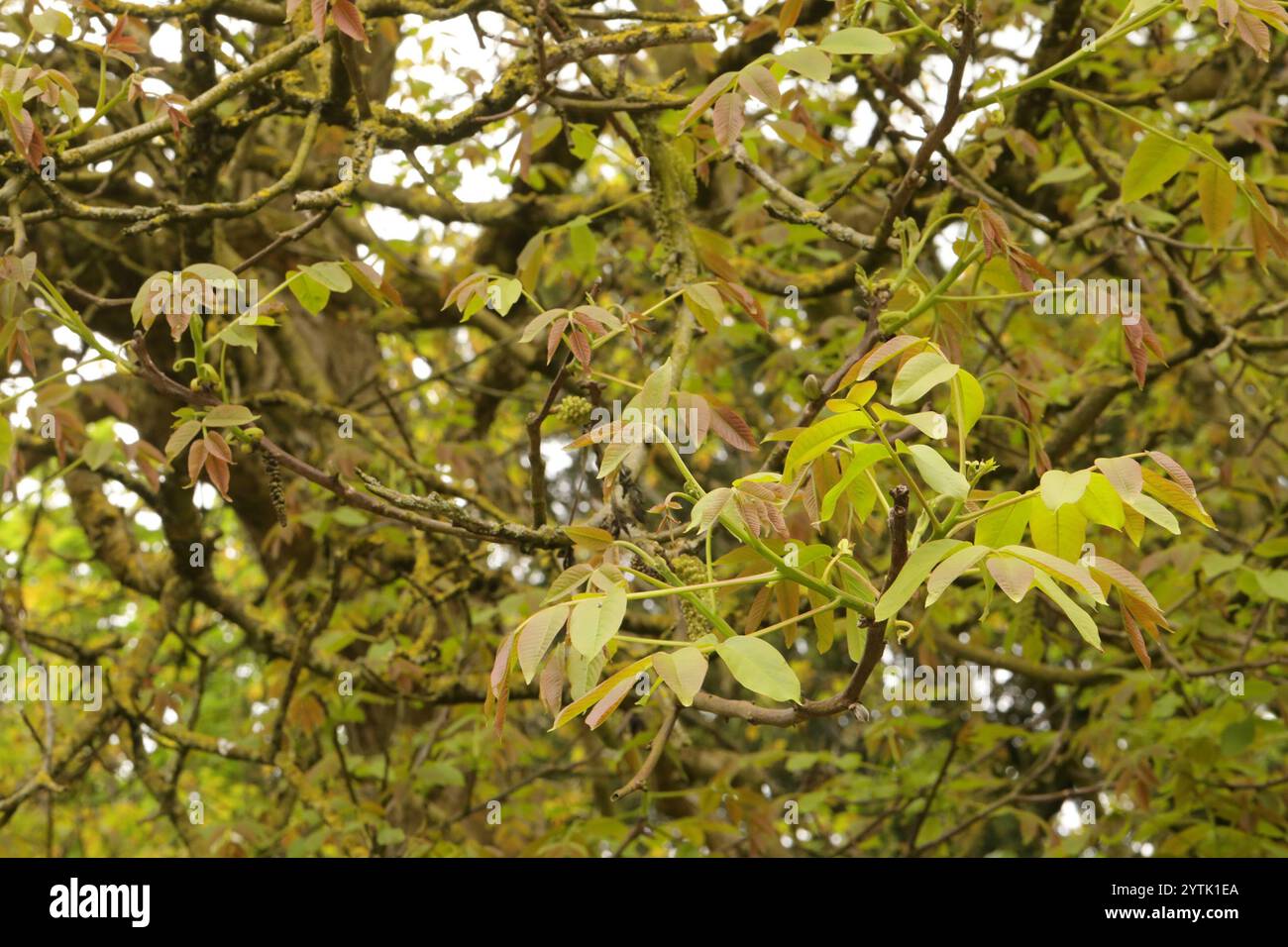 Persian walnut (Juglans regia Stock Photo - Alamy