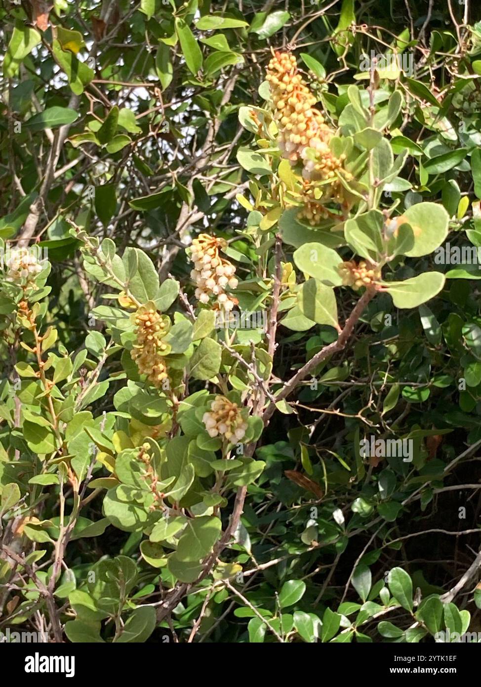 coastal plain staggerbush (Lyonia fruticosa Stock Photo - Alamy