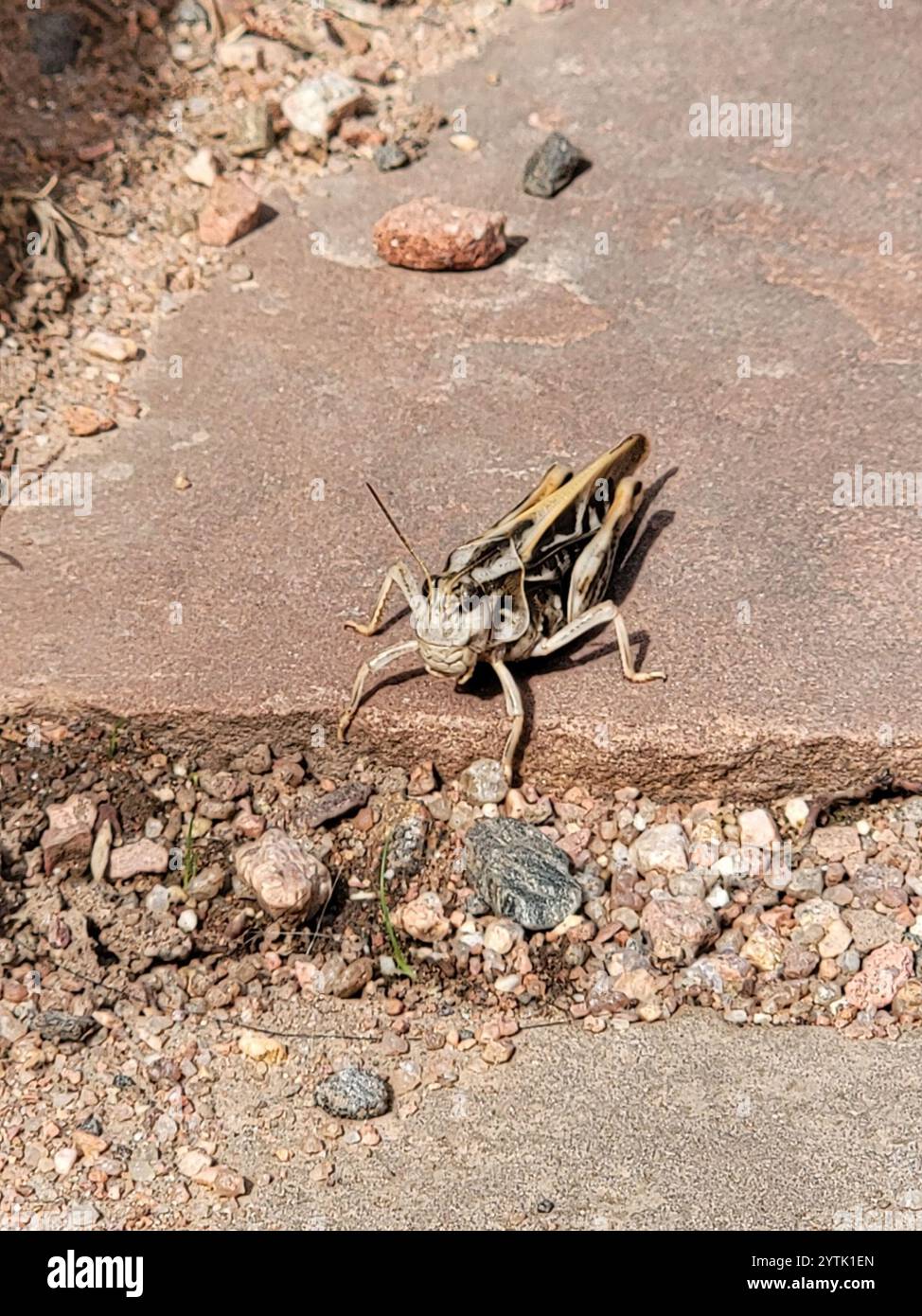 Coral-winged Grasshopper (Pardalophora apiculata Stock Photo - Alamy