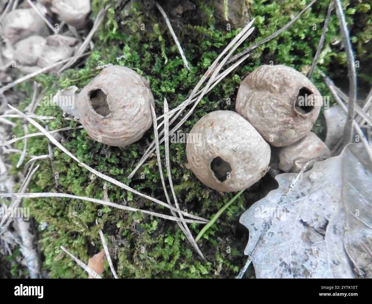 Pear-shaped Puffball (Apioperdon pyriforme Stock Photo - Alamy