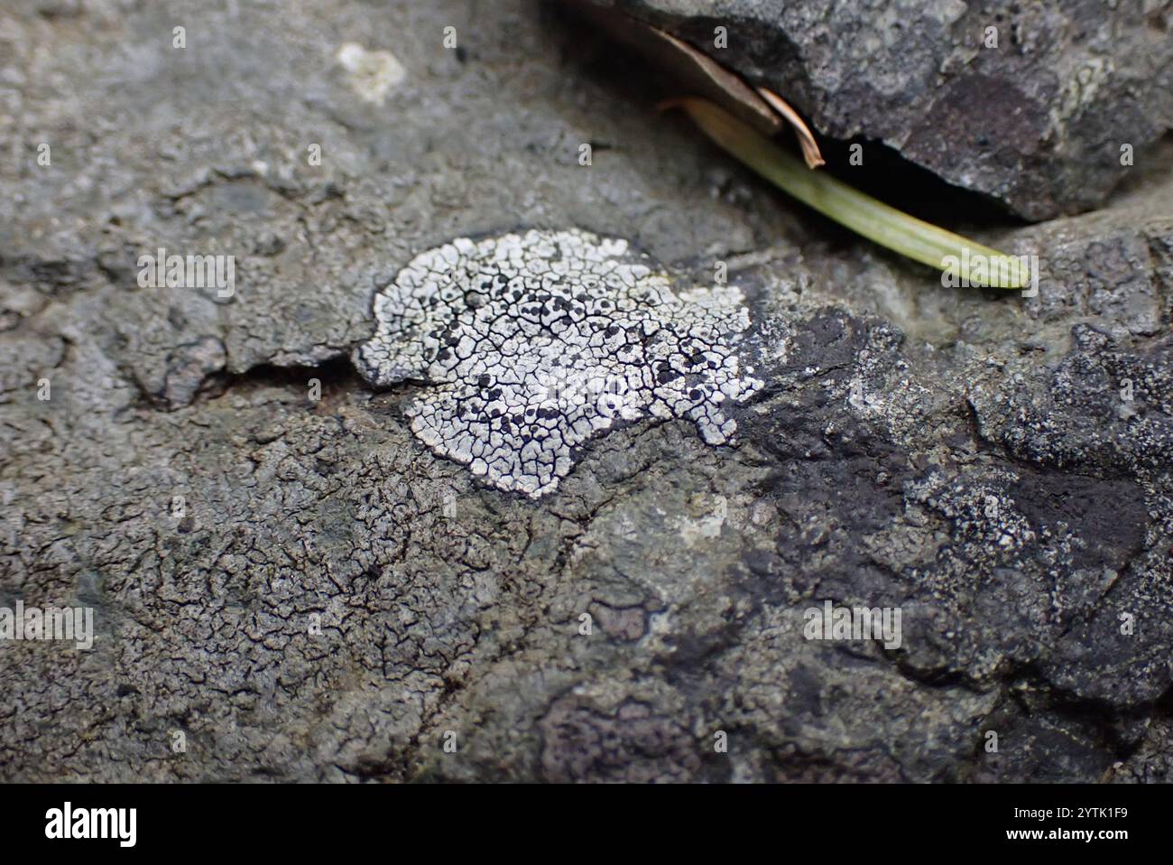 rock shield lichens (Xanthoparmelia Stock Photo - Alamy