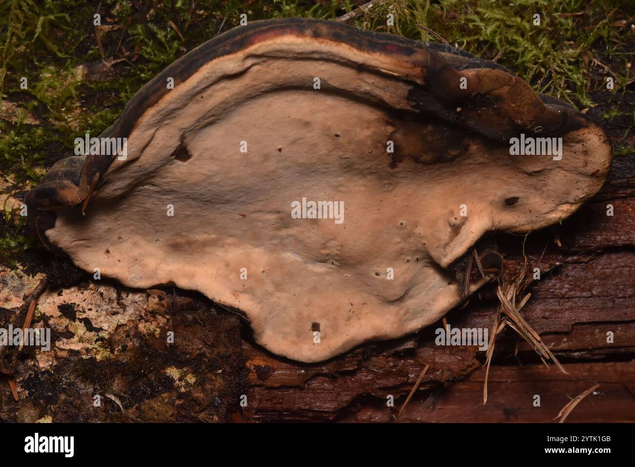 bracket fungi (Polyporaceae Stock Photo - Alamy
