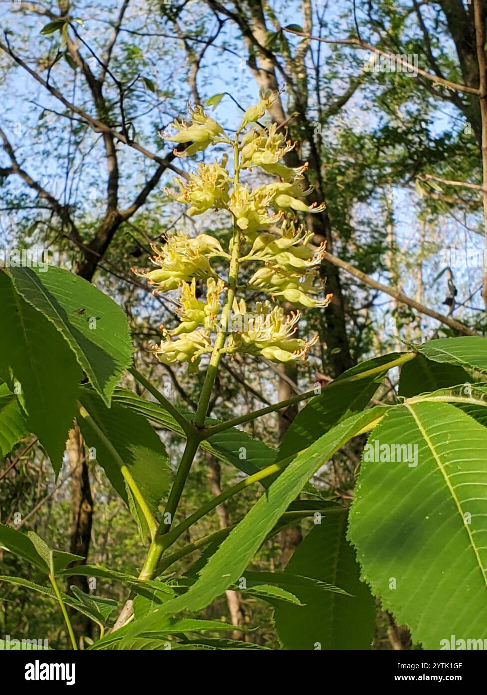 yellow buckeye (Aesculus flava Stock Photo - Alamy