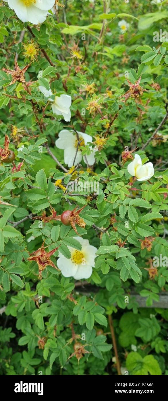 Burnet Rose (Rosa spinosissima Stock Photo - Alamy