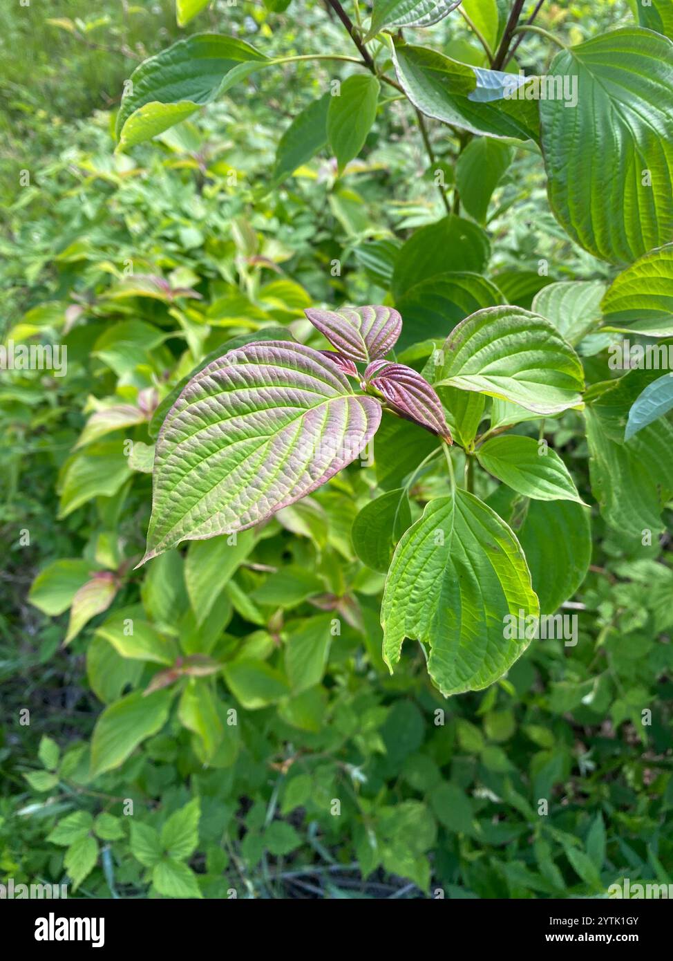 Round-leaved Dogwood (Cornus rugosa Stock Photo - Alamy