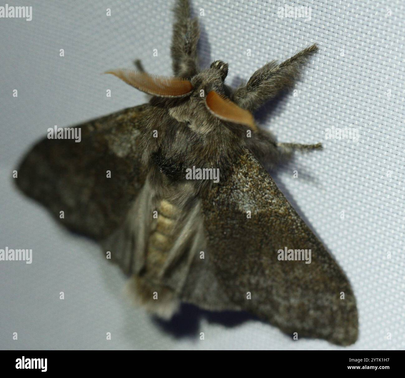 Pale Tussock Moth (Calliteara pudibunda Stock Photo - Alamy