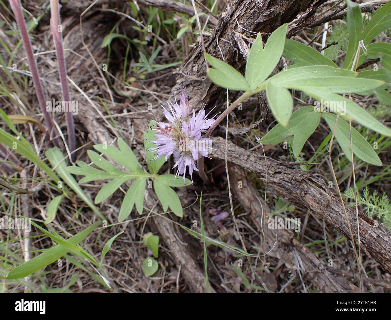 ballhead waterleaf (Hydrophyllum capitatum Stock Photo - Alamy