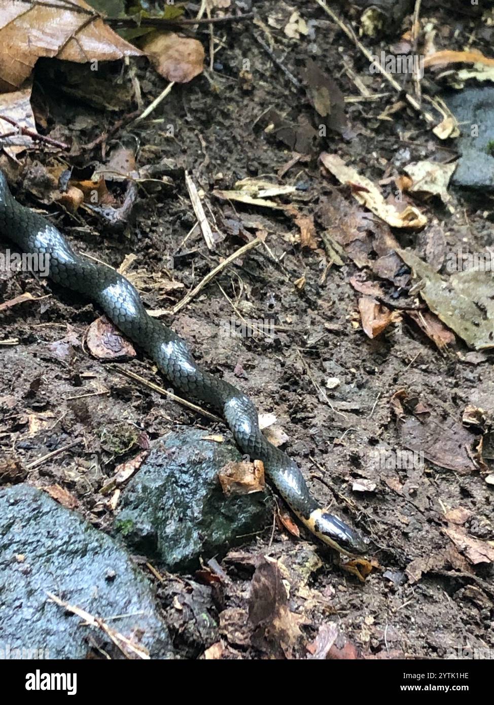 Ring-necked Snake (Diadophis punctatus Stock Photo - Alamy