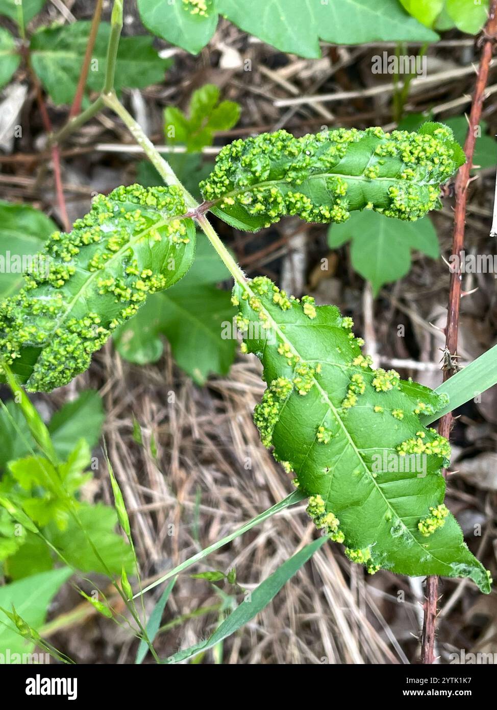 Poison Ivy Leaf Mite (Aculops rhois Stock Photo - Alamy