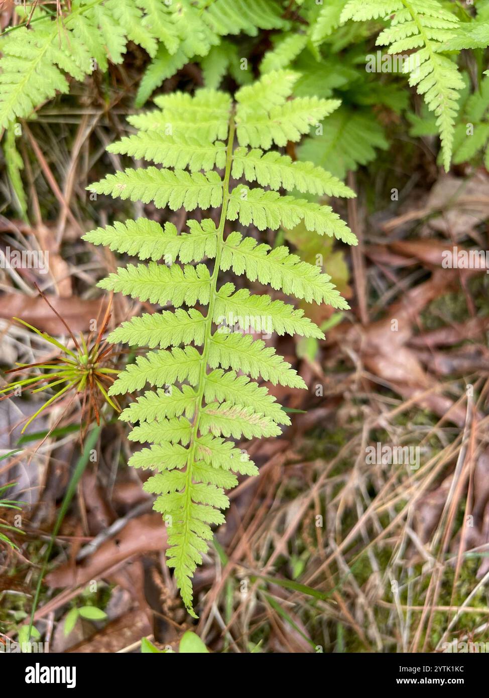 southern lady fern (Athyrium asplenioides Stock Photo - Alamy