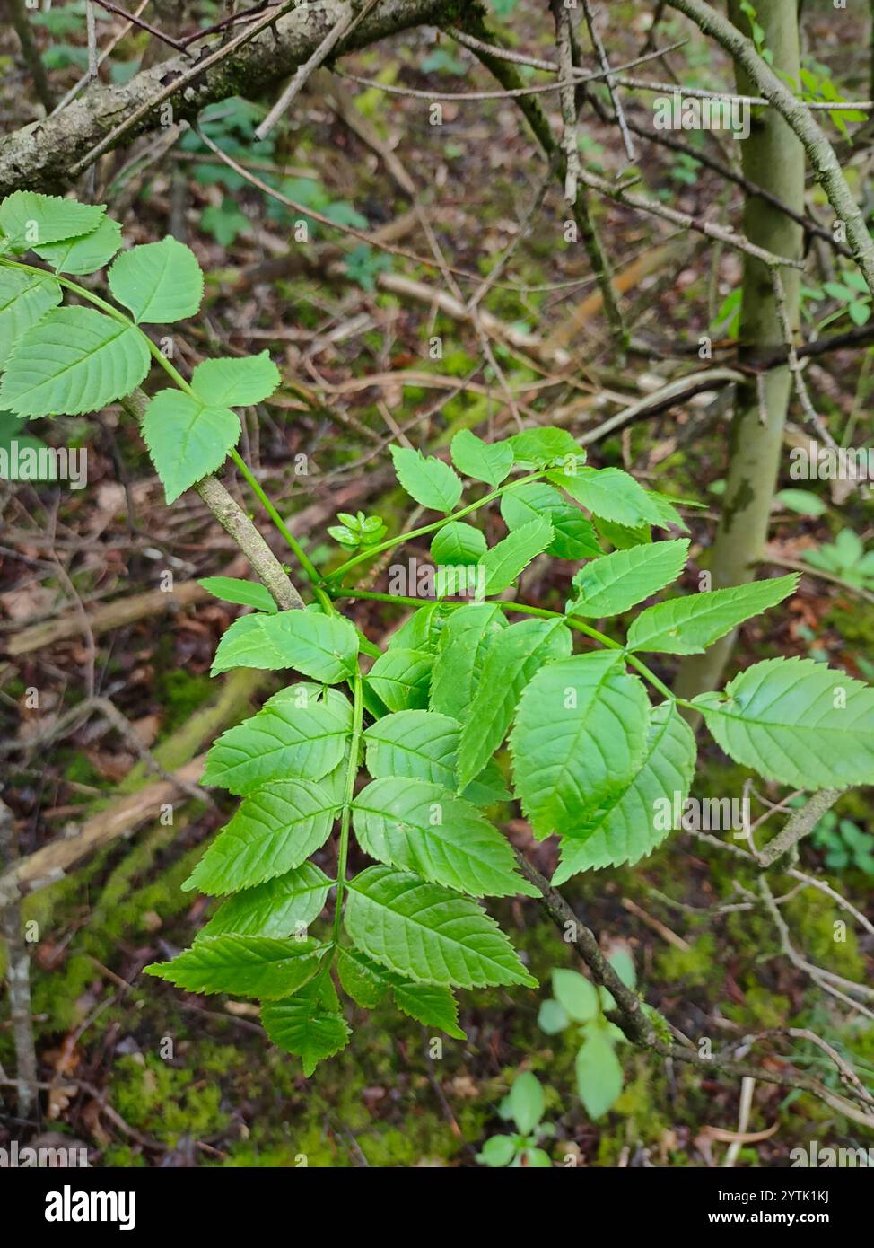 European ash (Fraxinus excelsior Stock Photo - Alamy
