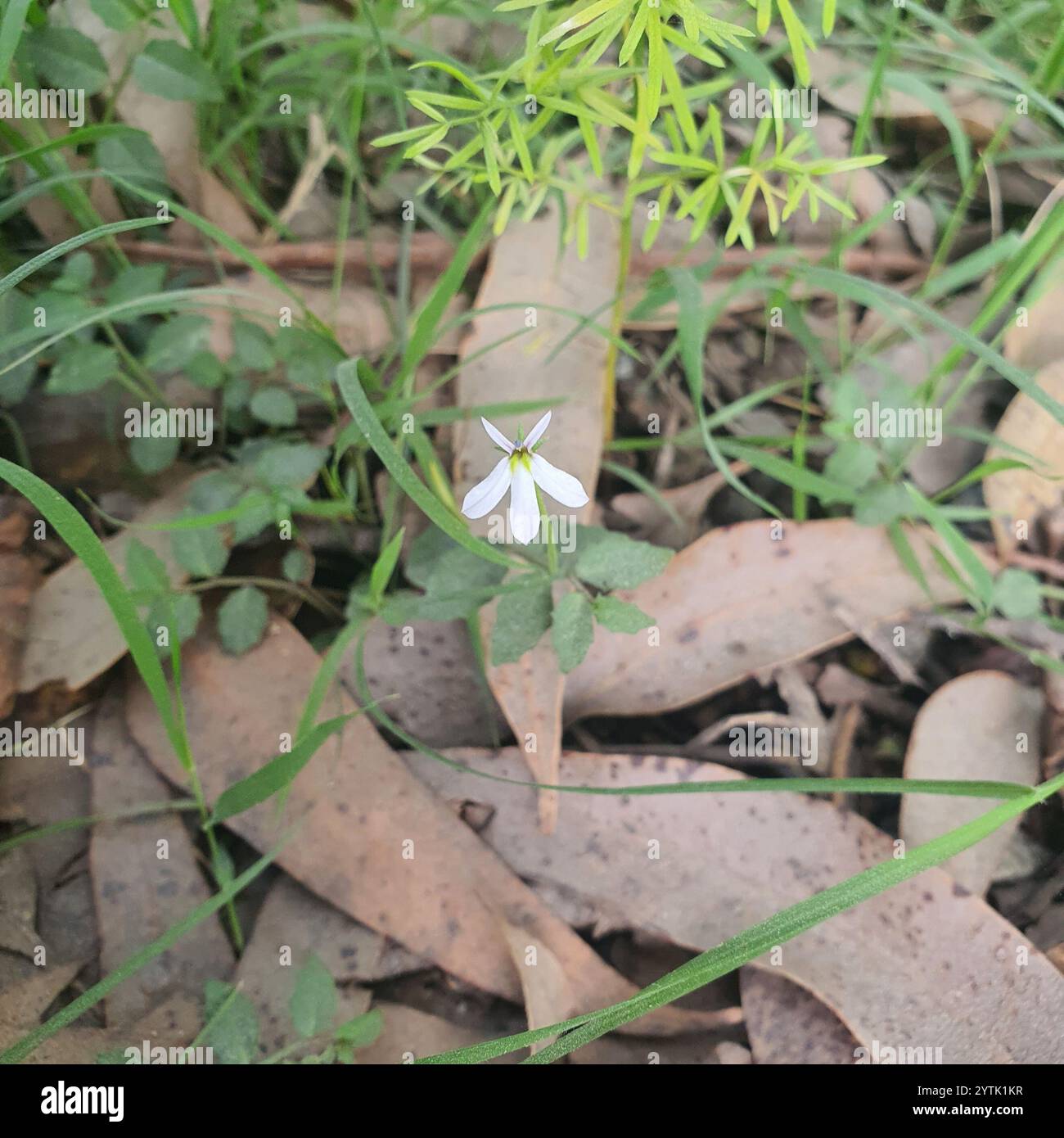 White Root (Lobelia purpurascens Stock Photo - Alamy