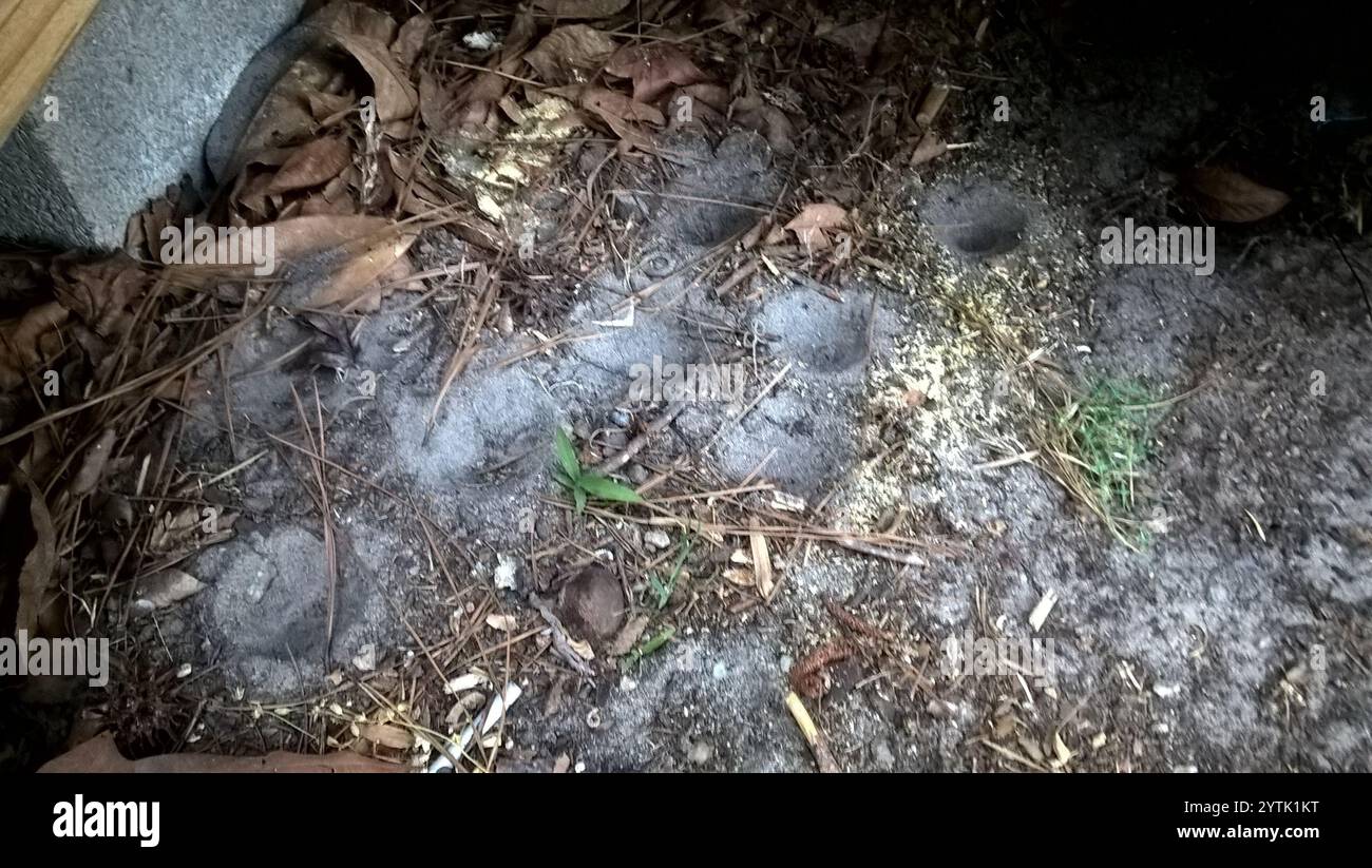 Trapping pit hi-res stock photography and images - Alamy