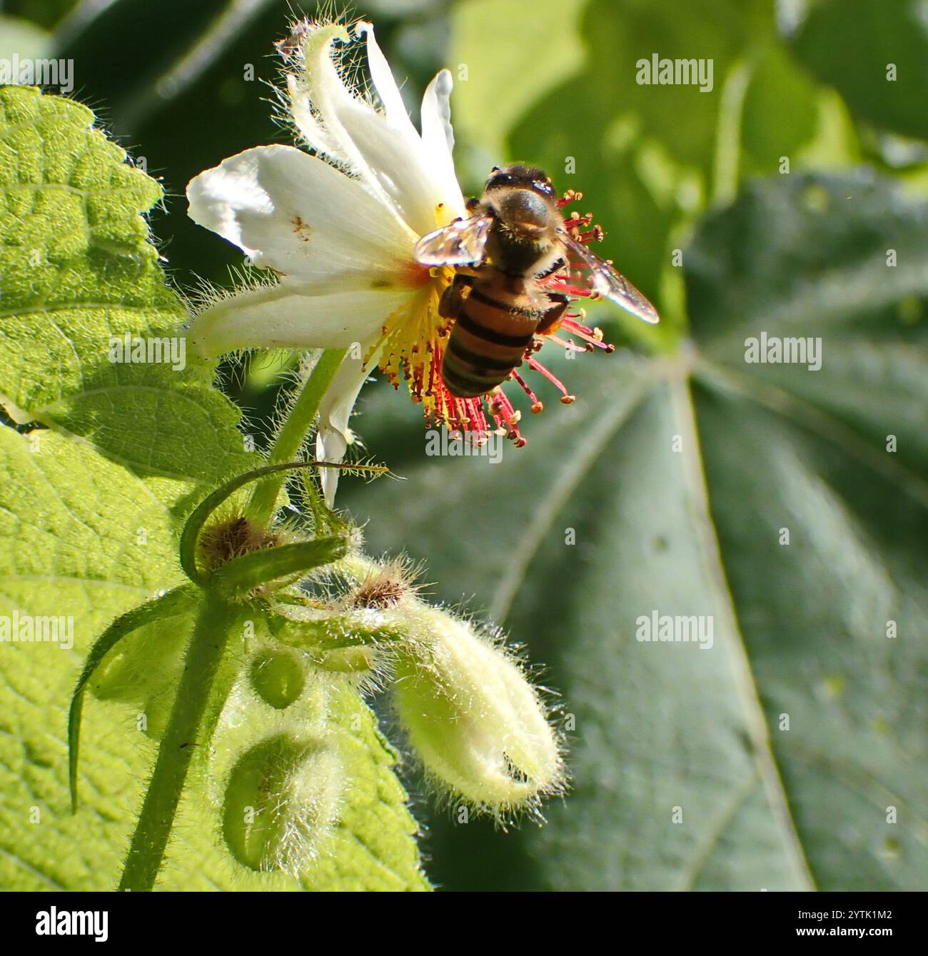 African hemp (Sparrmannia africana Stock Photo - Alamy