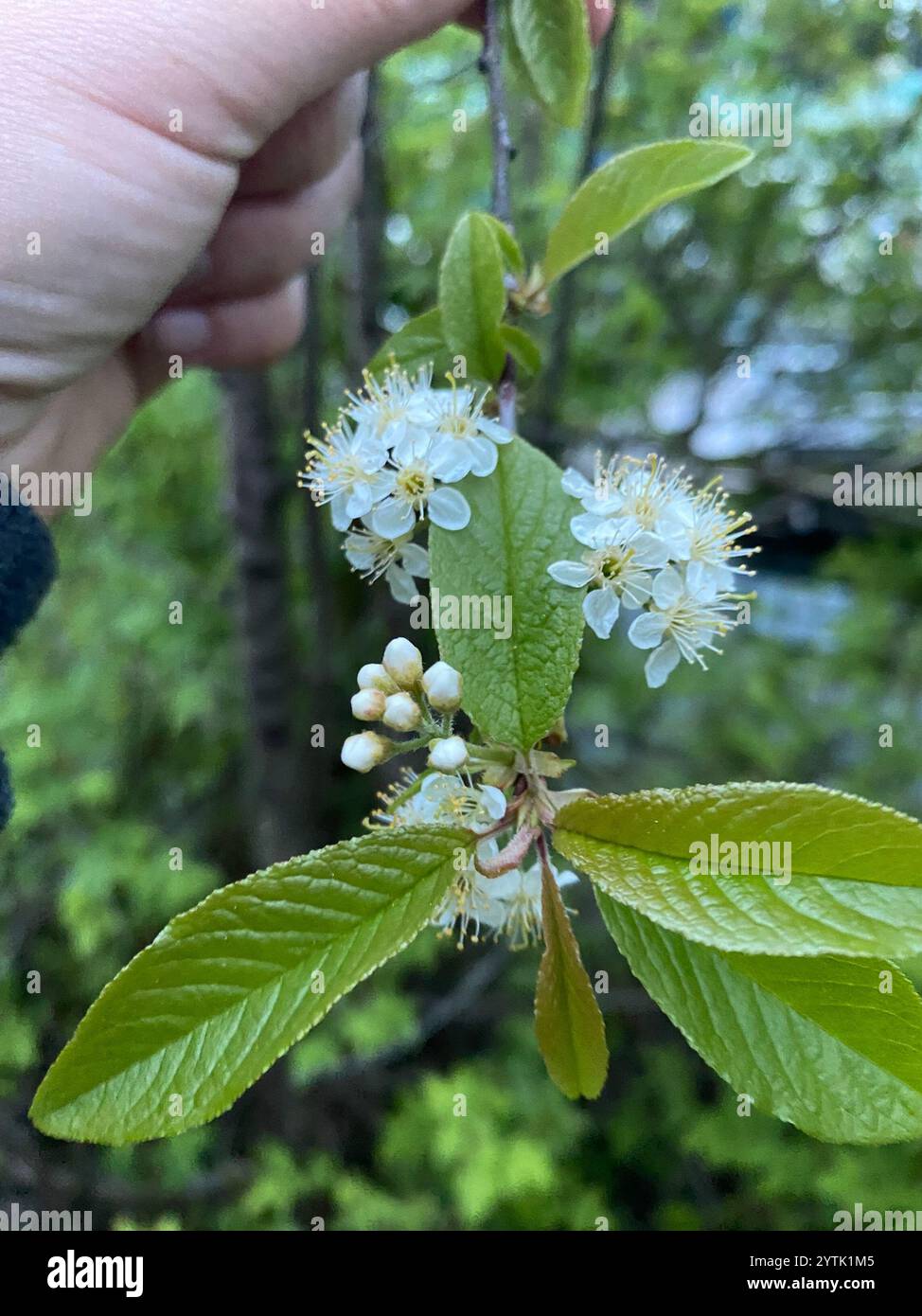 Prunus emarginata hi-res stock photography and images - Alamy