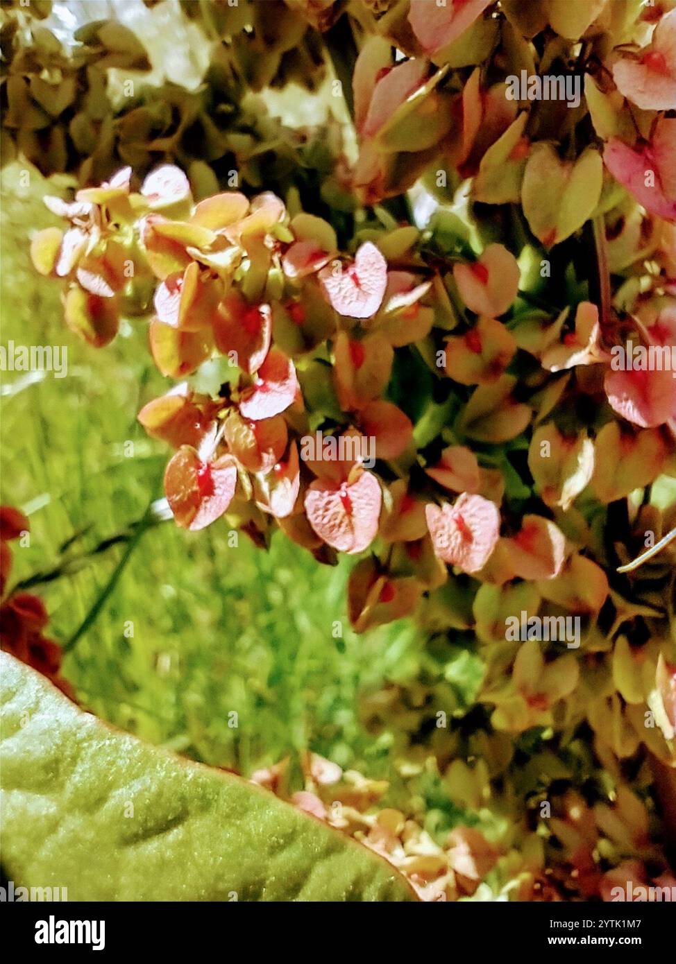 Patience Dock (Rumex patientia Stock Photo - Alamy