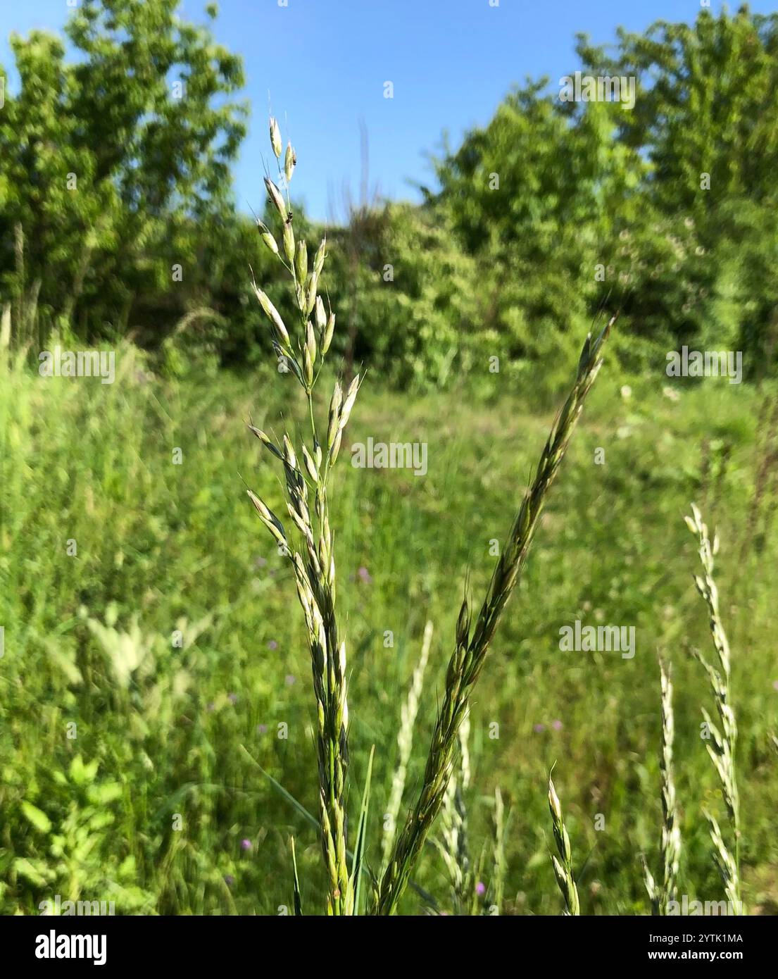 Upright Brome (Bromus erectus Stock Photo - Alamy