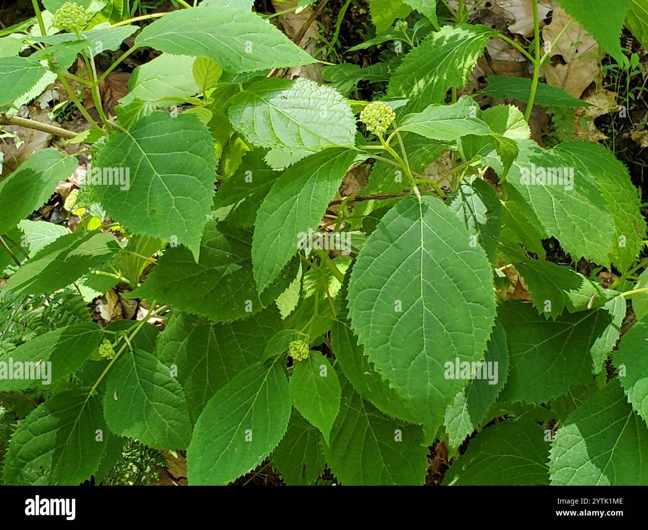 wild hydrangea (Hydrangea arborescens Stock Photo - Alamy