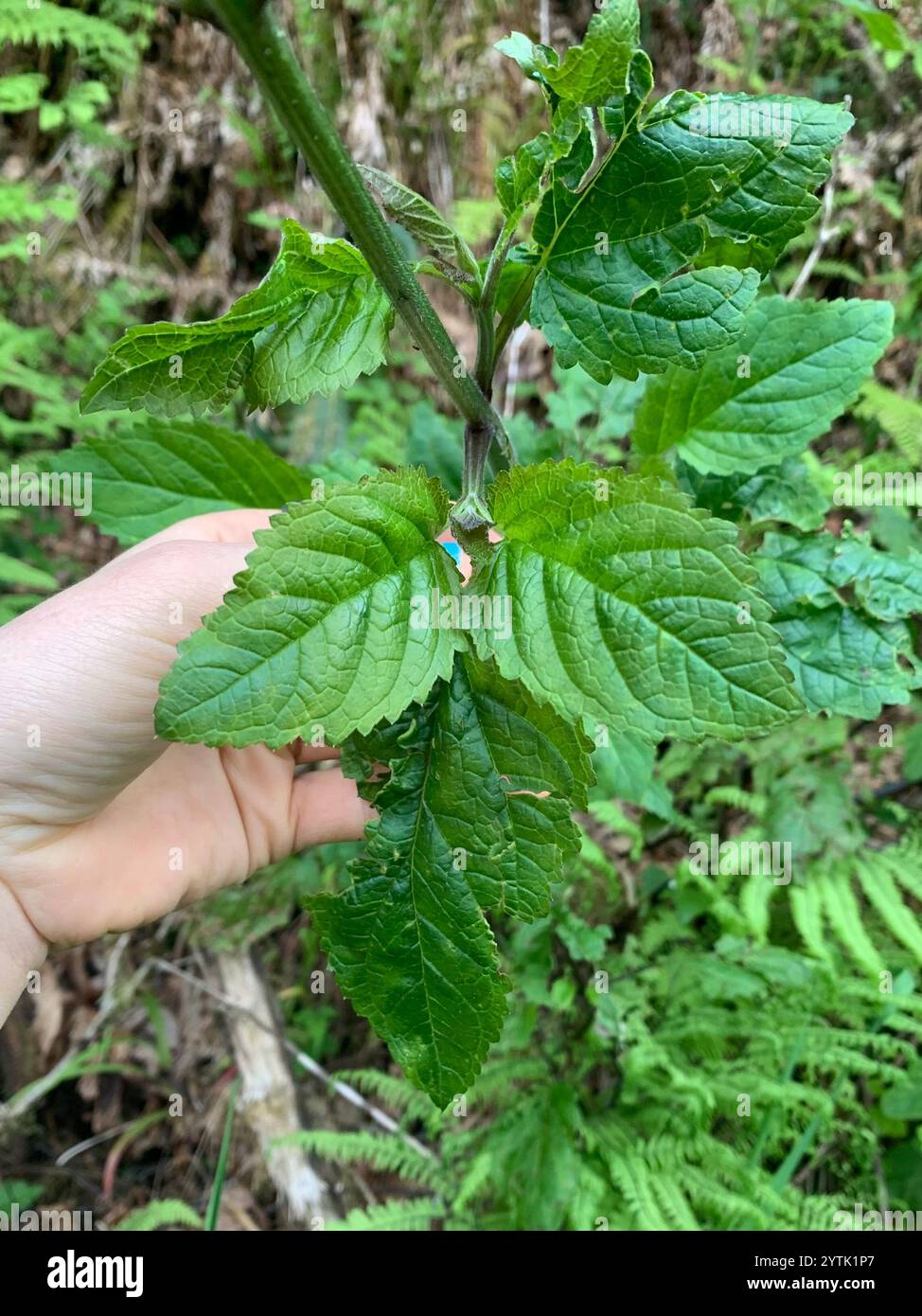 California beeplant (Scrophularia californica Stock Photo - Alamy
