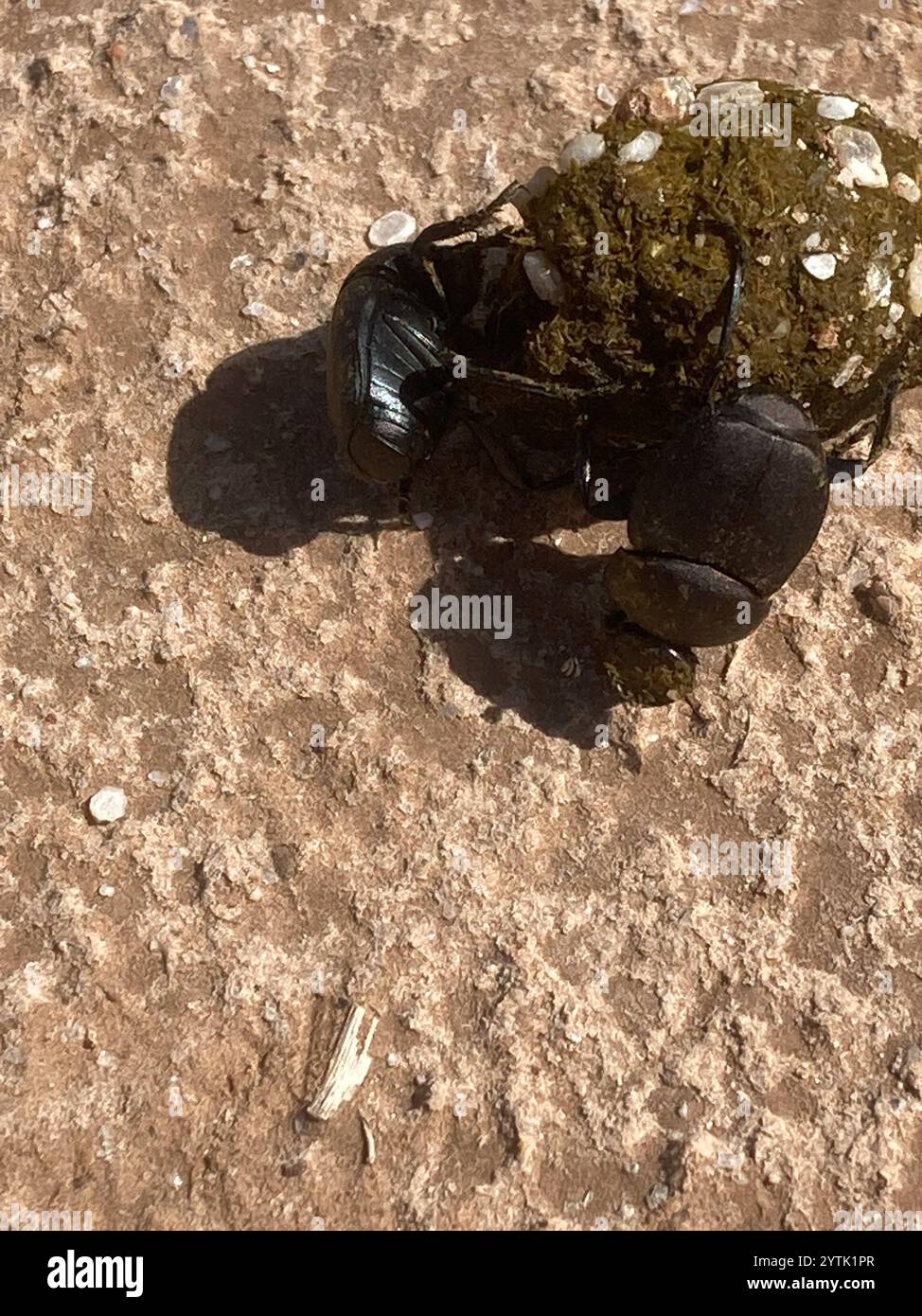 Dung Rollers (Canthon Stock Photo - Alamy