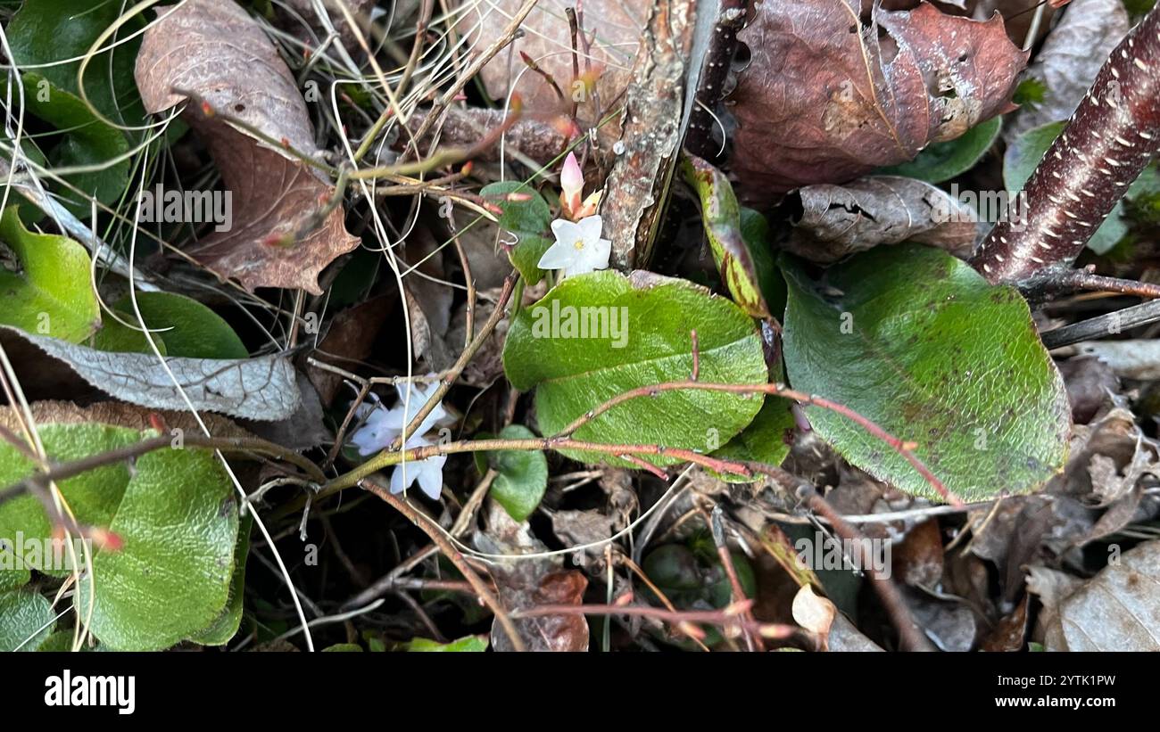 trailing arbutus (Epigaea repens Stock Photo - Alamy