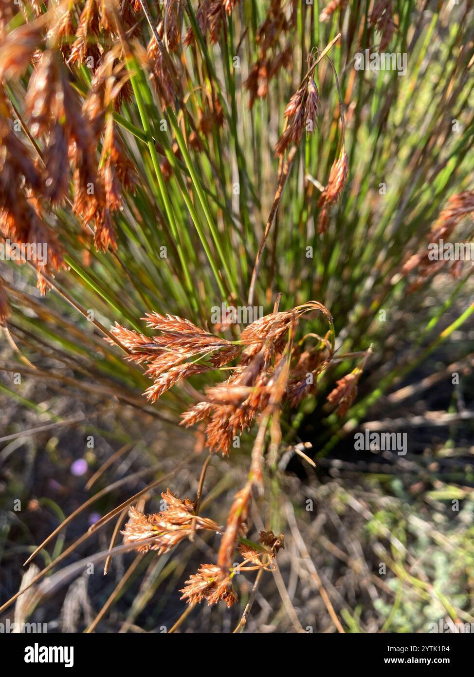 Restiads hi-res stock photography and images - Alamy