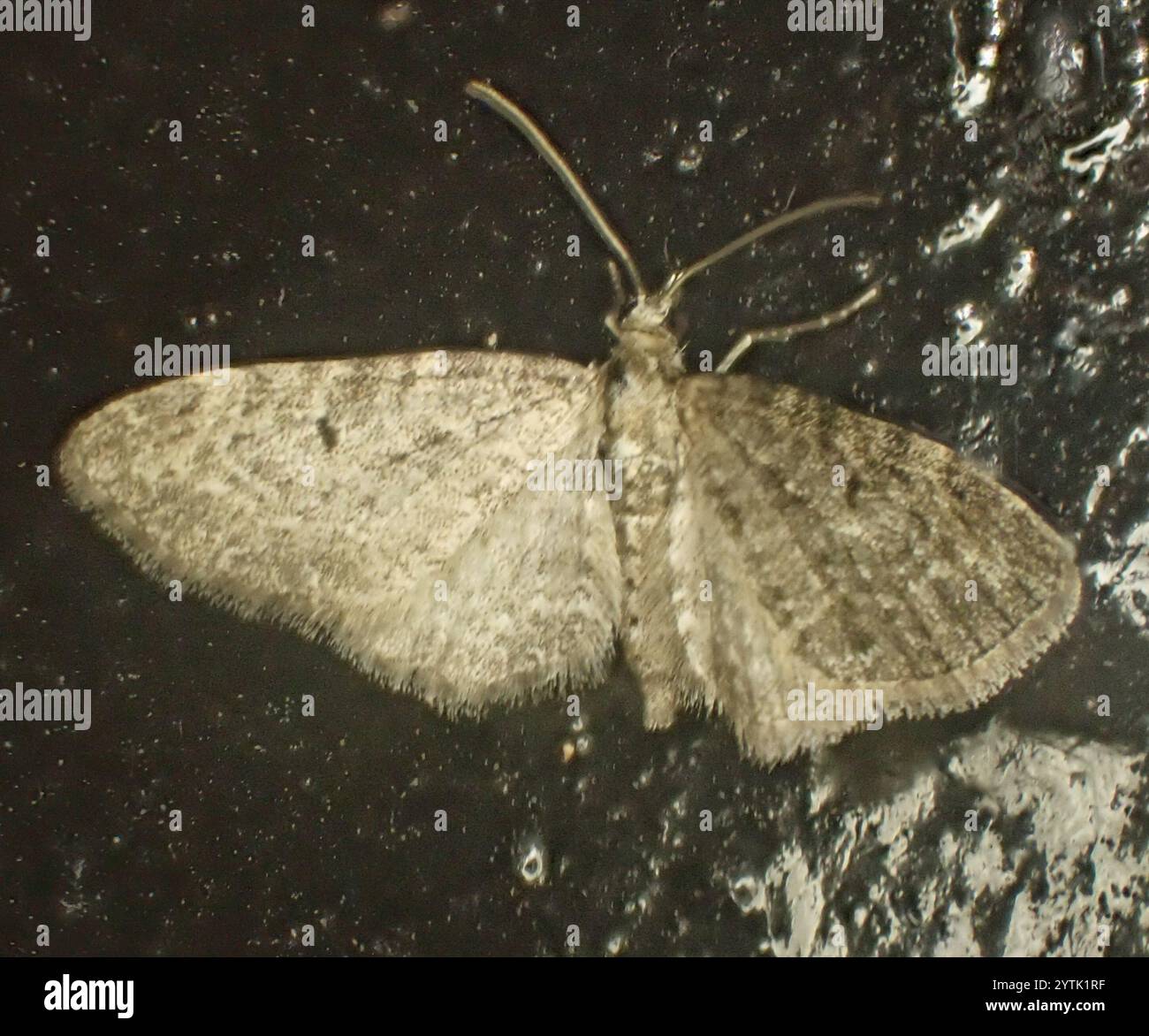 Satyr pug hi-res stock photography and images - Alamy