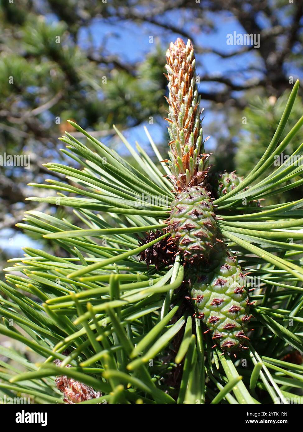 Shore Pine (Pinus contorta contorta Stock Photo - Alamy