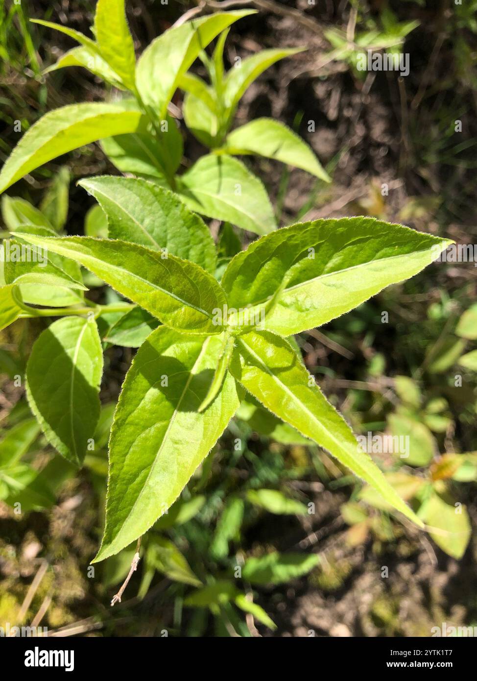 northern bush honeysuckle (Diervilla lonicera Stock Photo - Alamy