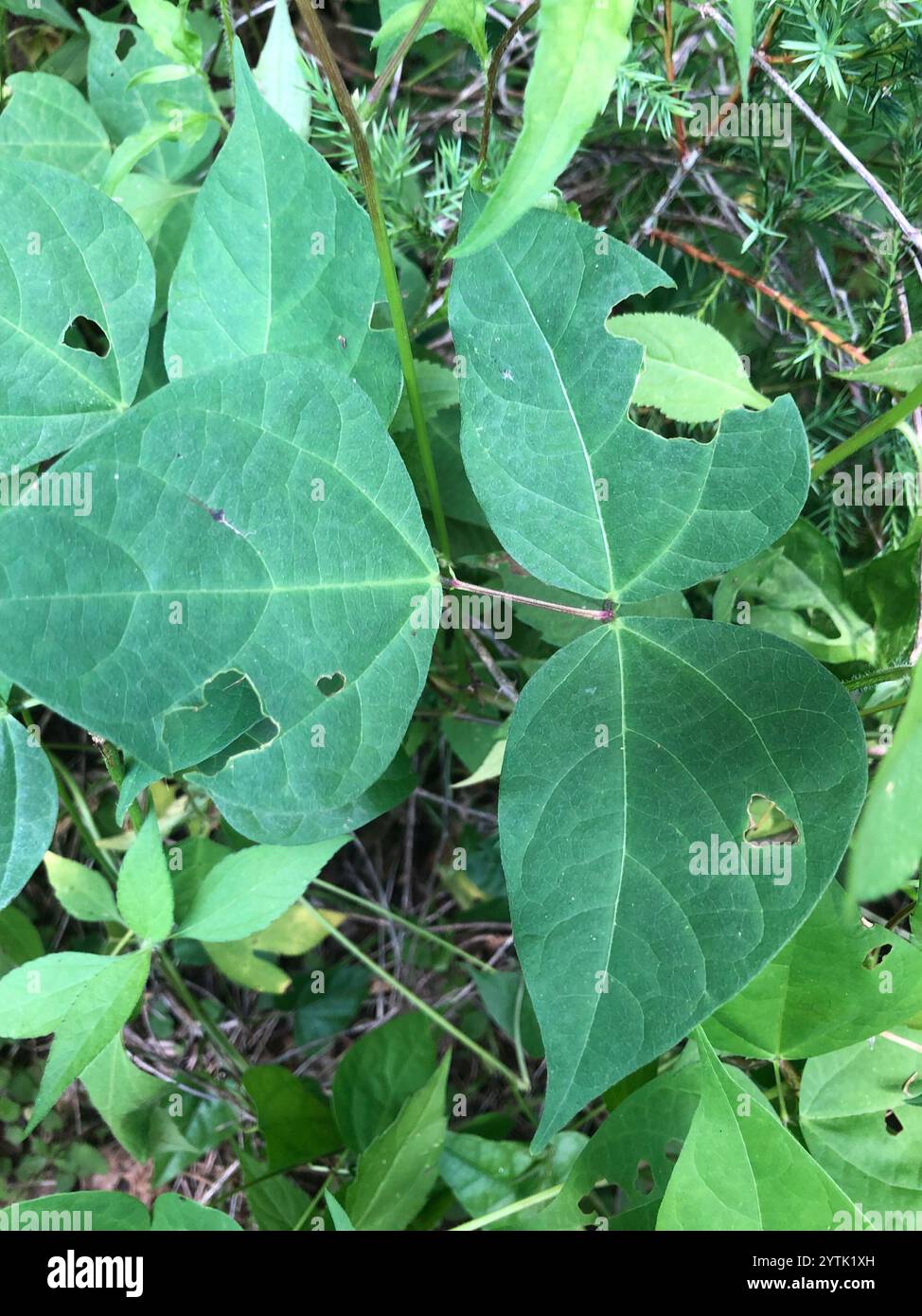 Polystachios hi-res stock photography and images - Alamy