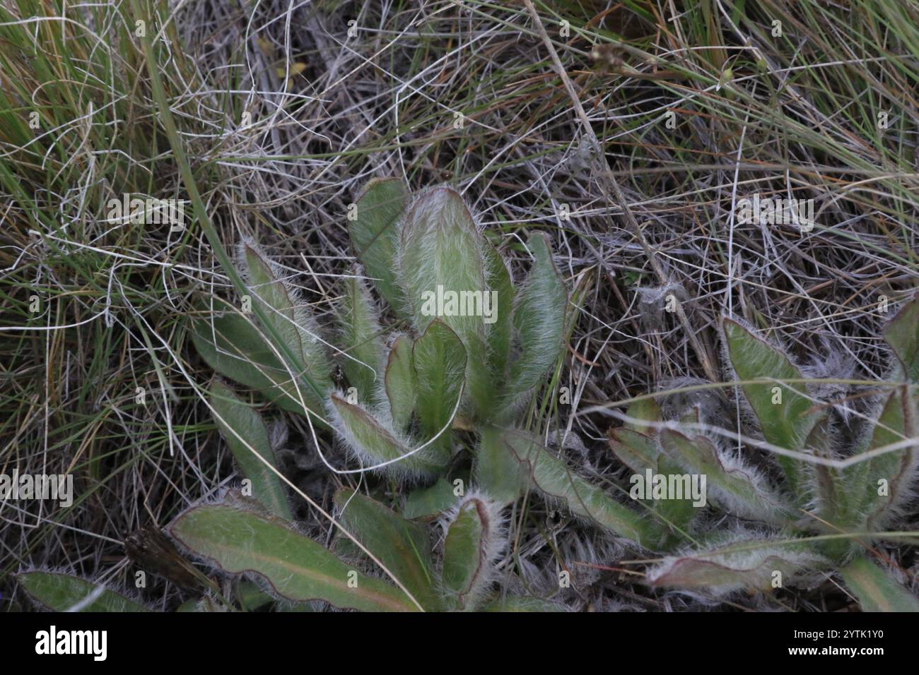 western hawkweed (Hieracium scouleri Stock Photo - Alamy