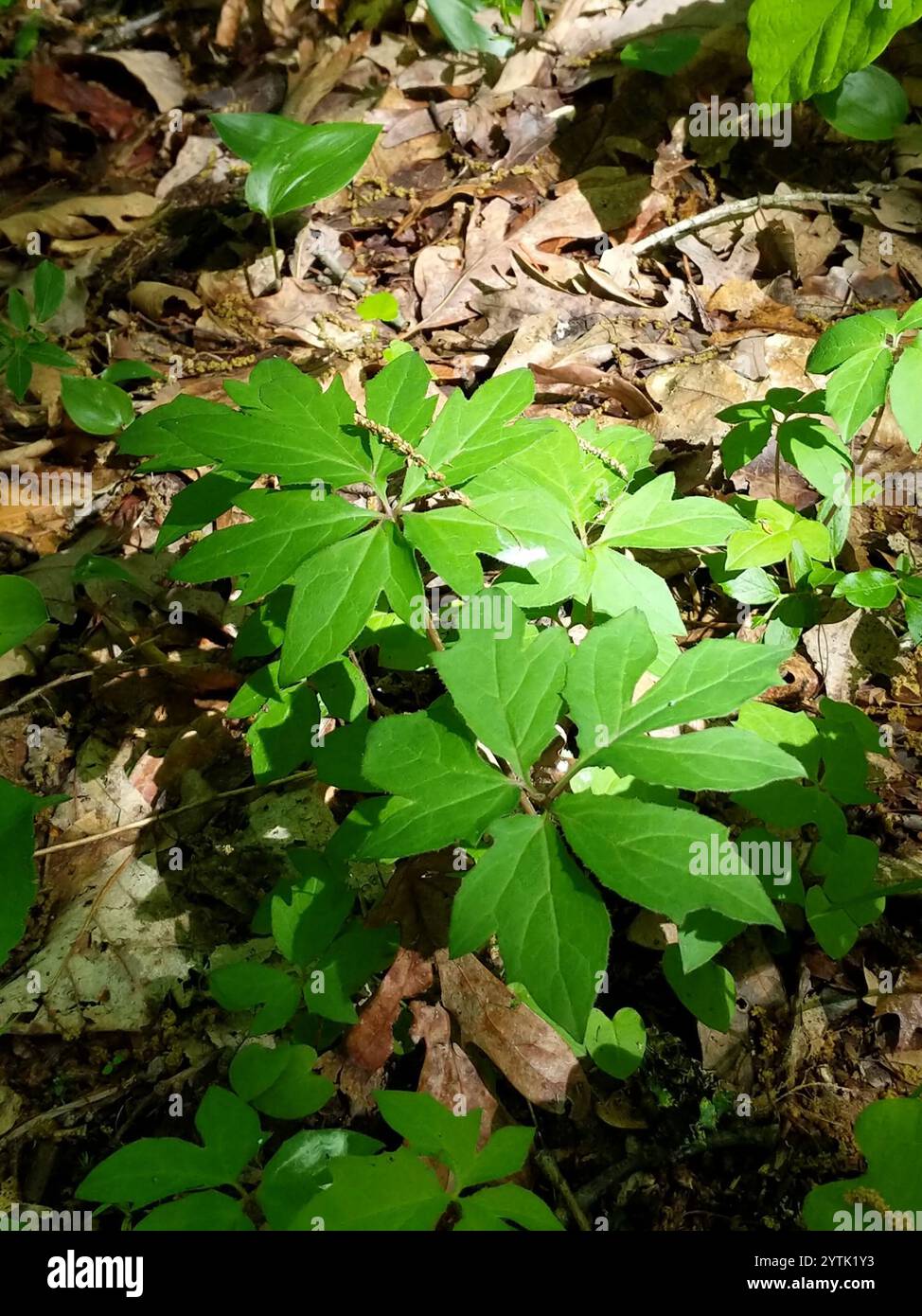 rattlesnake roots (Nabalus Stock Photo - Alamy